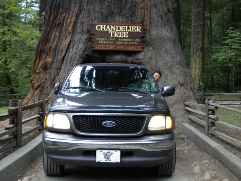 brian_tree.jpg | The Tree House