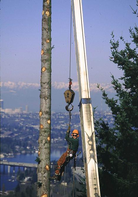 trrr.JPG | The Tree House